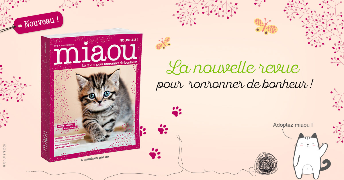Bannières Web pour Miaou – Pauline LALLEMENT